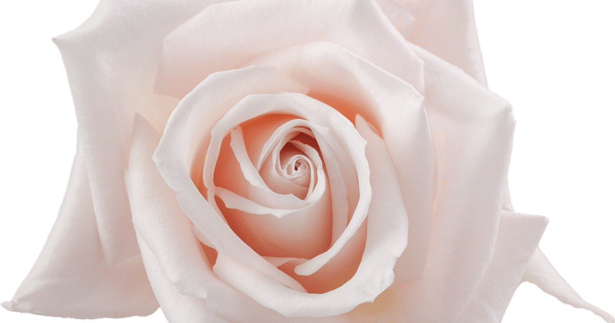 Rosaprima | Sweet Escimo