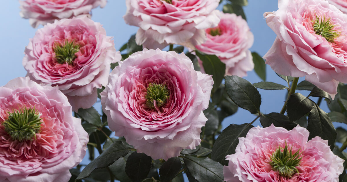 Rosaprima | 2025 New Variety Launch: Must-Have Roses & Specialty…
