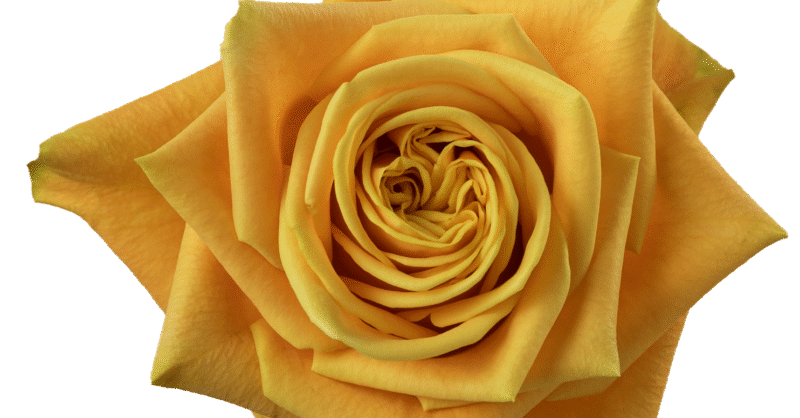 midas touch rose zone